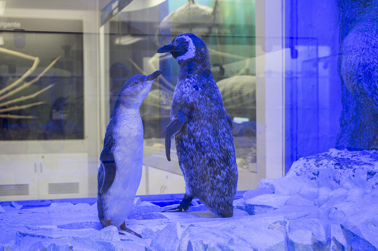 Museo del mar | Universidad de Bogotá Jorge Tadeo Lozano