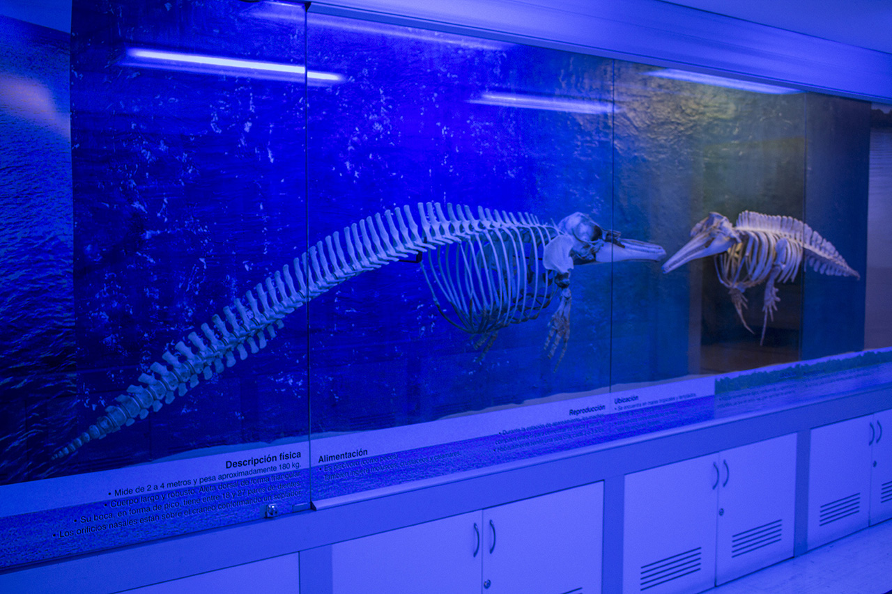 Museo del mar | Universidad de Bogotá Jorge Tadeo Lozano