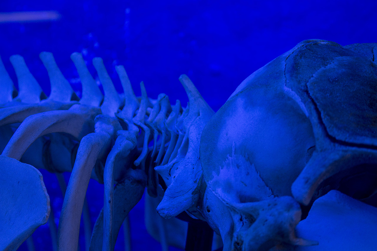 Museo del mar | Universidad de Bogotá Jorge Tadeo Lozano