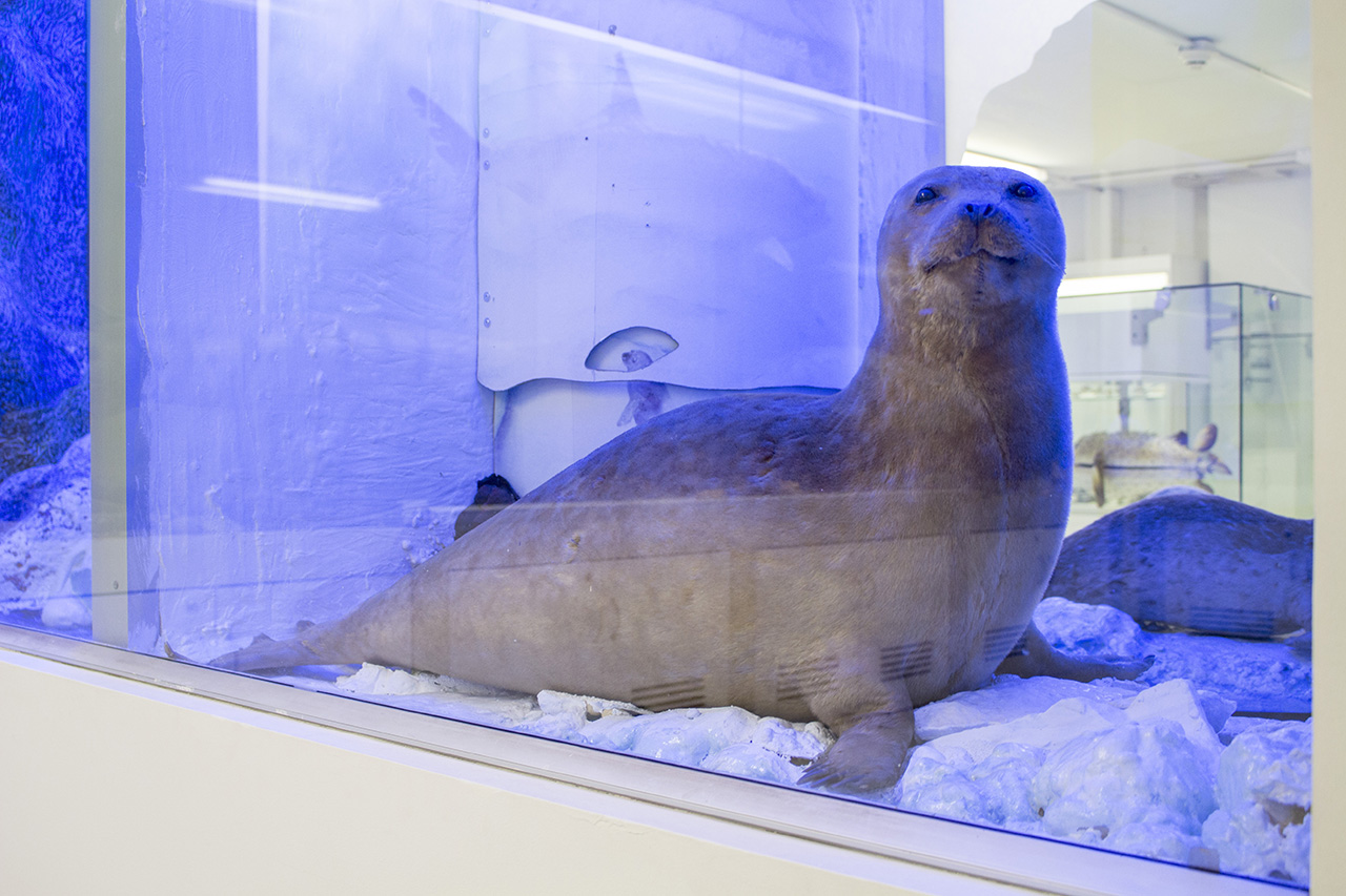 Museo del mar | Universidad de Bogotá Jorge Tadeo Lozano