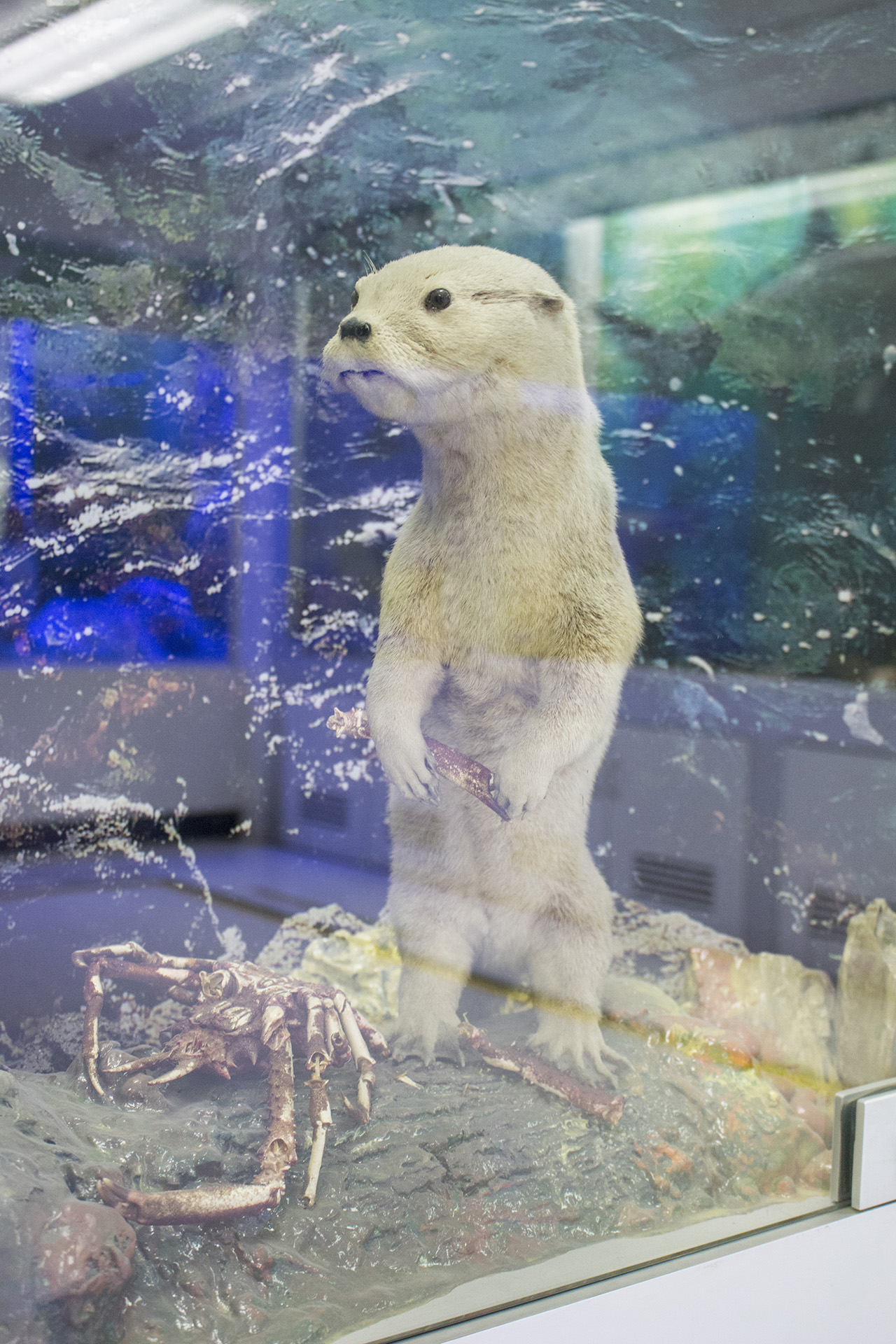 Museo del mar | Universidad de Bogotá Jorge Tadeo Lozano