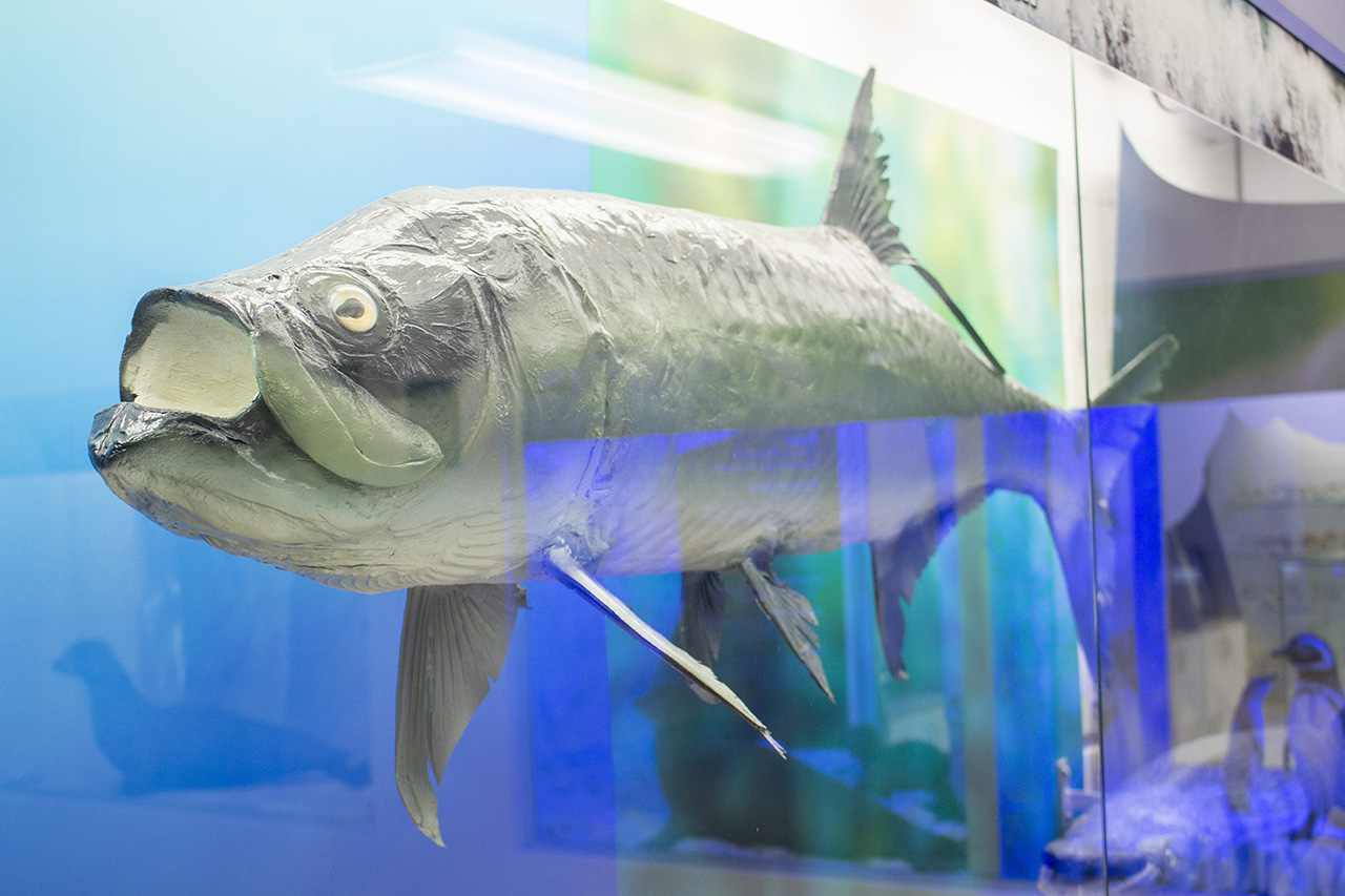 Museo del mar | Universidad de Bogotá Jorge Tadeo Lozano