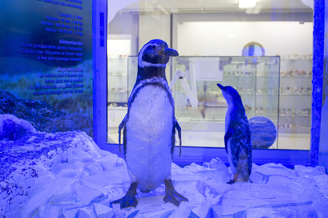 Museo del mar | Universidad de Bogotá Jorge Tadeo Lozano