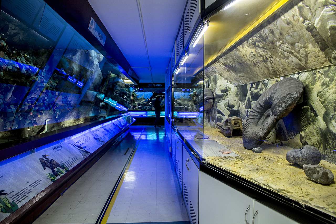 Museo del mar | Universidad de Bogotá Jorge Tadeo Lozano