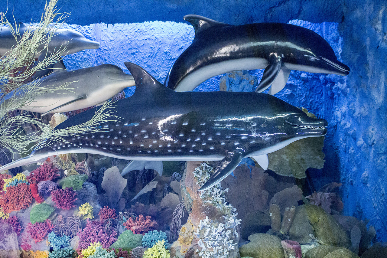 Museo del mar | Universidad de Bogotá Jorge Tadeo Lozano