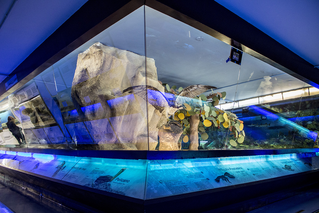 Museo del mar | Universidad de Bogotá Jorge Tadeo Lozano