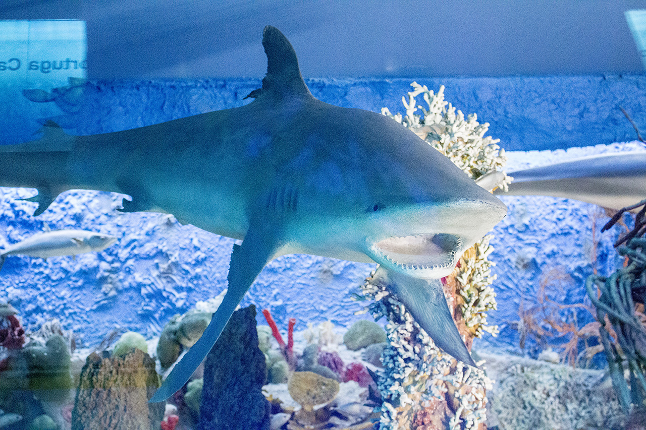 Museo del mar | Universidad de Bogotá Jorge Tadeo Lozano