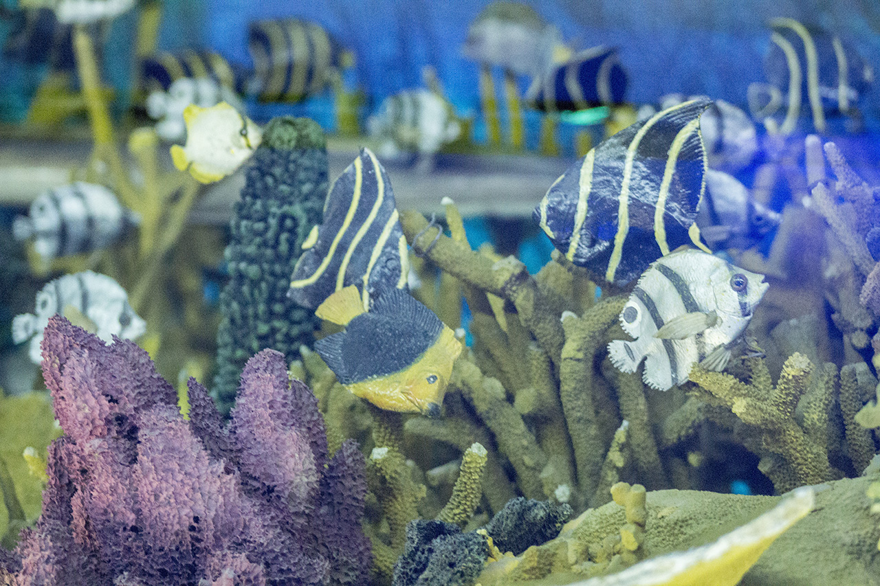 Museo del mar | Universidad de Bogotá Jorge Tadeo Lozano