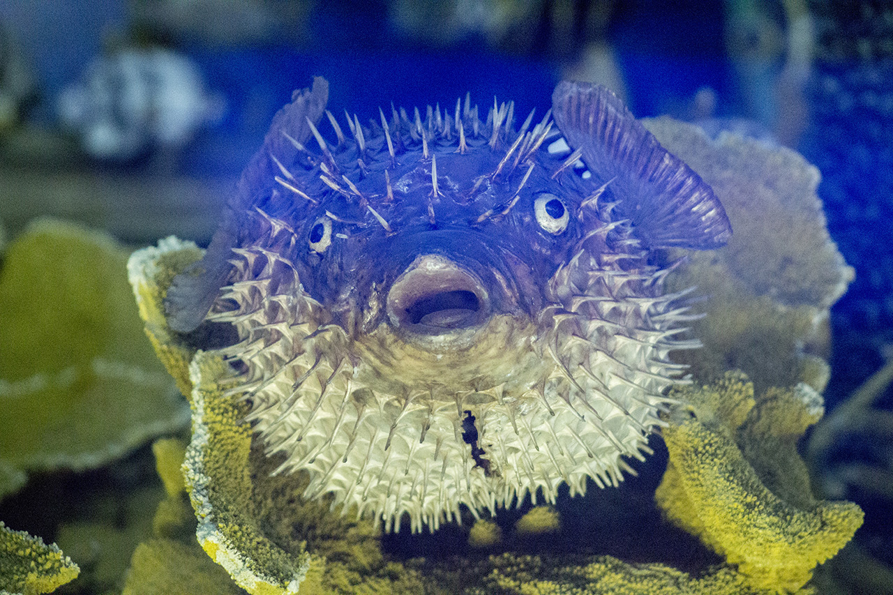 Museo del mar | Universidad de Bogotá Jorge Tadeo Lozano