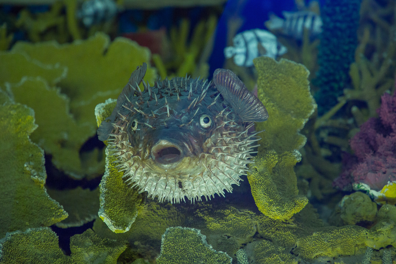 Museo del Mar | Universidad de Bogotá Jorge Tadeo Lozano