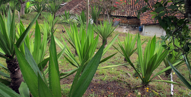 Utadeo y la producción del fique en Colombia. Nota de Diario del Sur ...