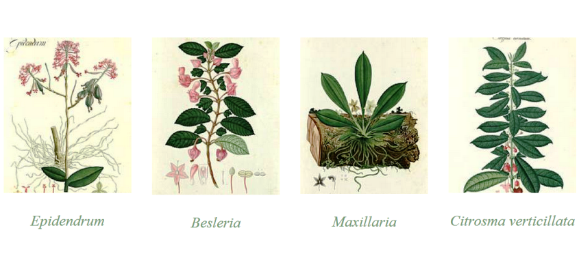 ¡Acércate a la Expedición Botánica! | Universidad de Bogotá Jorge Tadeo ...