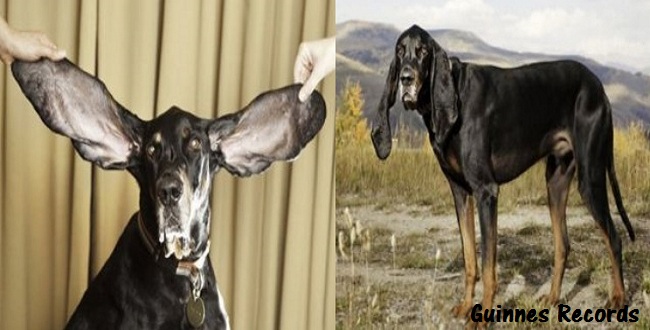 El perro con las orejas más largas del mundo | Universidad de Bogotá ...