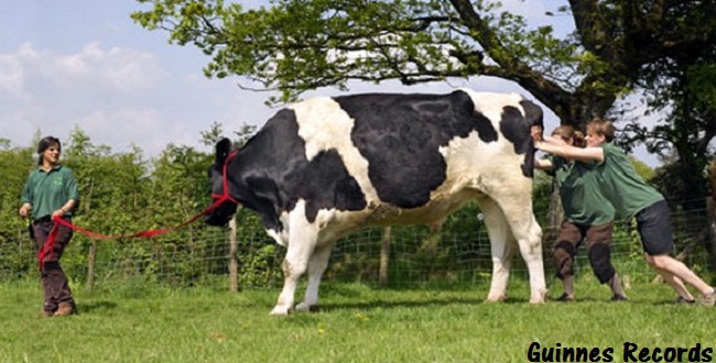 ¡La vaca más grande del mundo! ¿Qué tal el animalito? | Universidad de ...