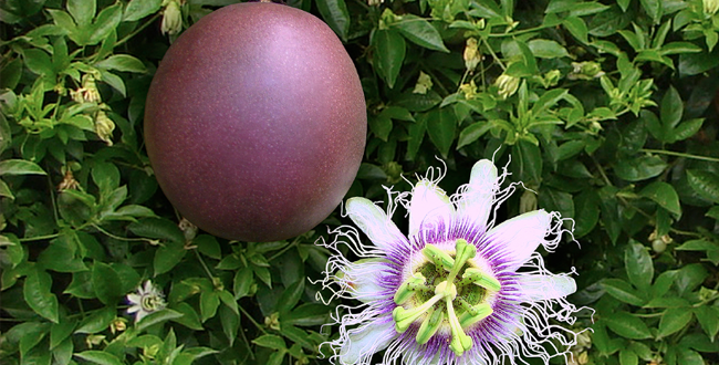 Tecnología para el cultivo de la Gulupa en Colombia | Universidad de ...