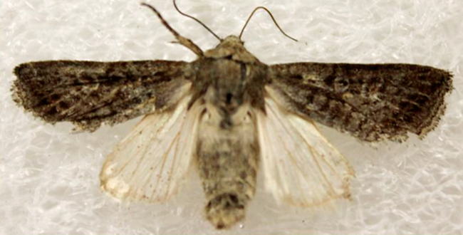 Caracterización de los lepidópteros fitófagos asociados a la herbivoría ...