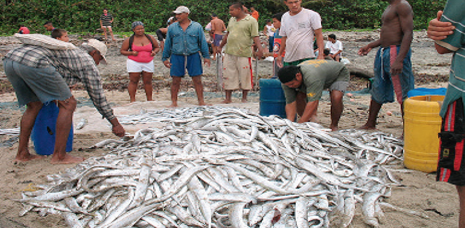La pesca artesanal marítima del departamento del Magdalena ...