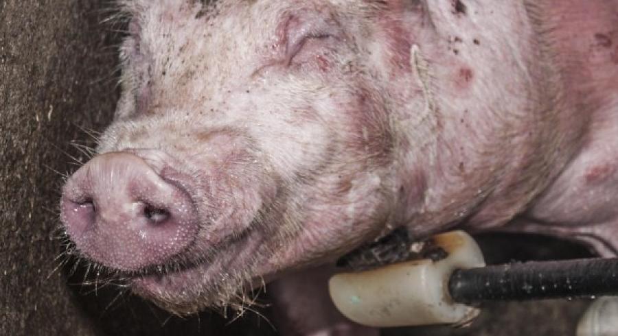 Triste realidad: miles de cerdos pasan por terribles procesos para ...