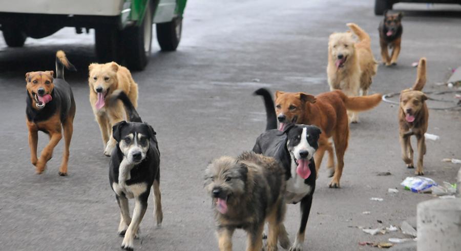 En una ciudad de Perú se promueve campaña contra atropello de perros ... En una ciudad de Perú se promueve campaña contra atropello de perros ...