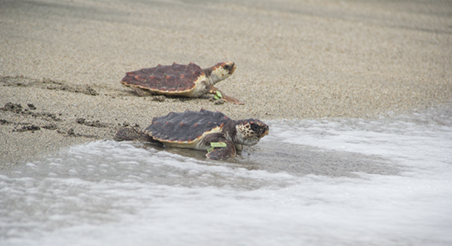 860 juveniles de tortuga caguama y carey serán liberados este fin de ...