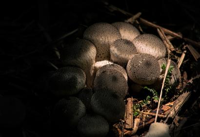 5. Chicaque, Jardín Botánico o Ubaté | Universidad de Bogotá Jorge ...